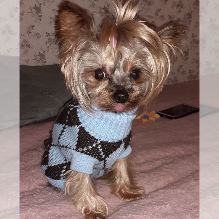 Йоркширский терьер, взрослая собака