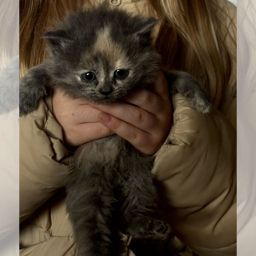 Котята в добрые руки бесплатно