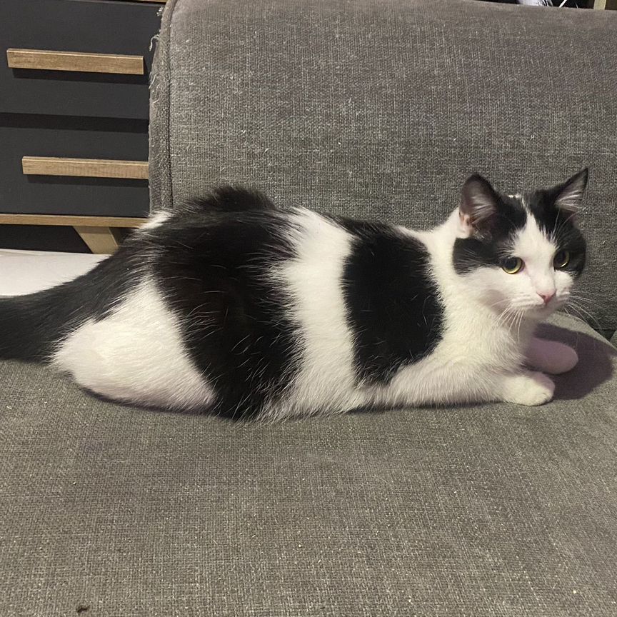 Взрослая, кошка в добрые руки