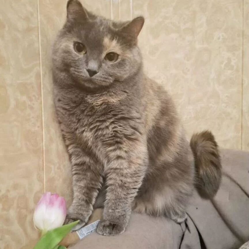 Кошечка в добрые руки