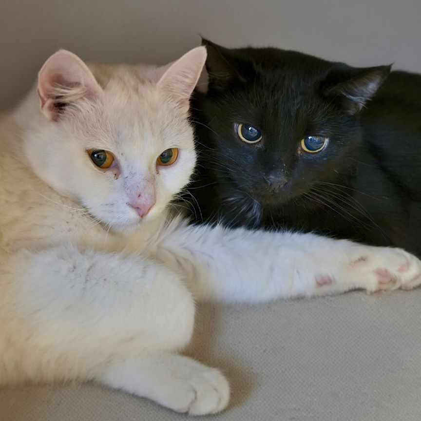 Взрослая, кошка в добрые руки