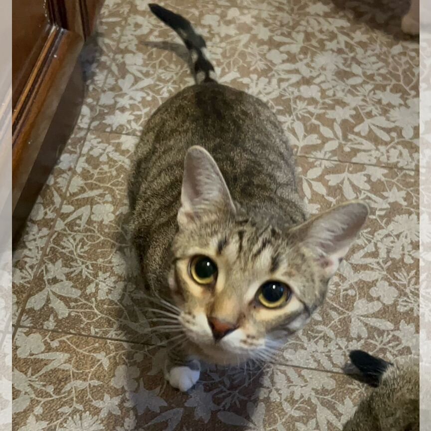 Взрослый кот в добрые руки