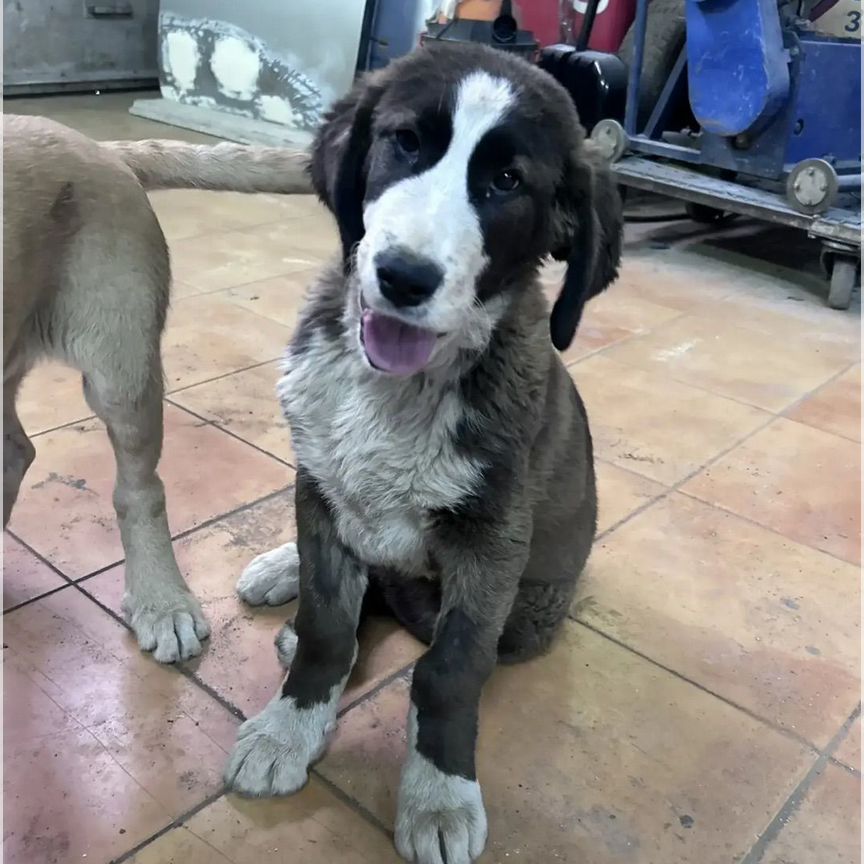 Щенок в добрые руки