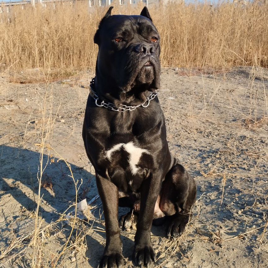 Продам Кане корсо