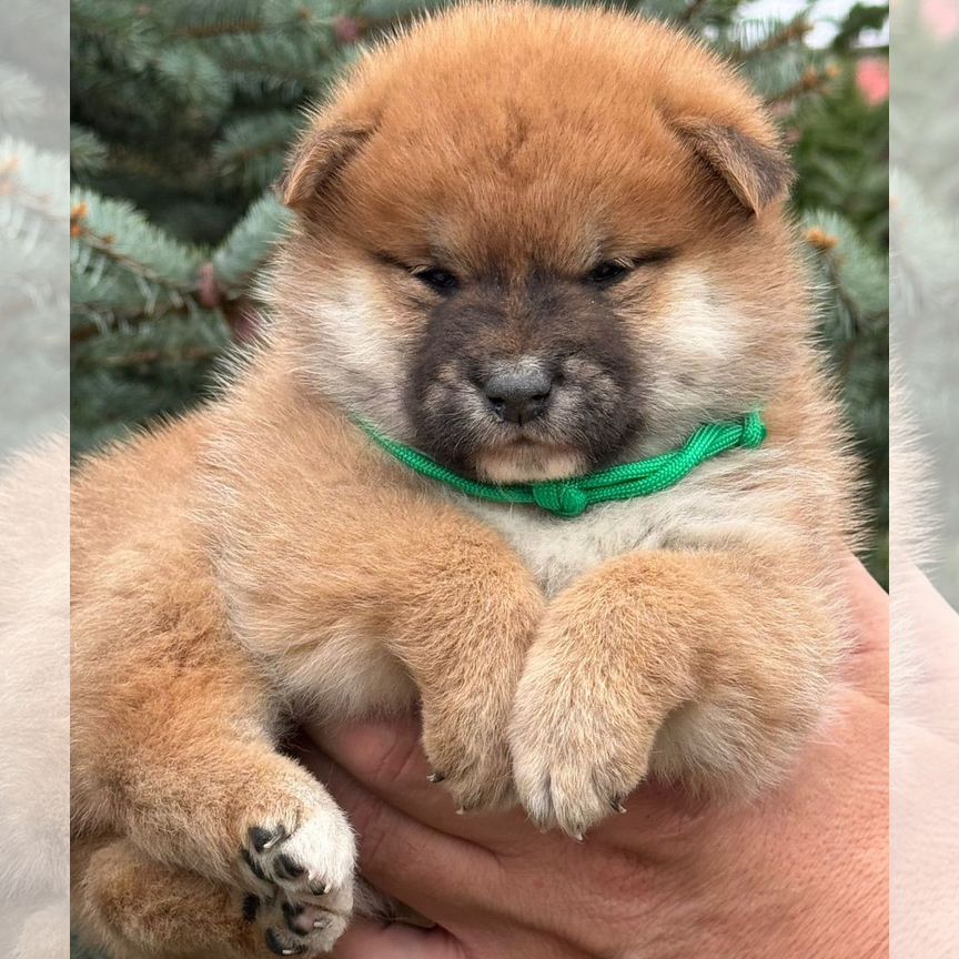 Красавчик сиба ину