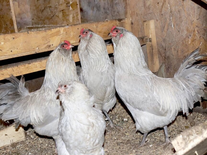 Амераукана Лавандовый семья