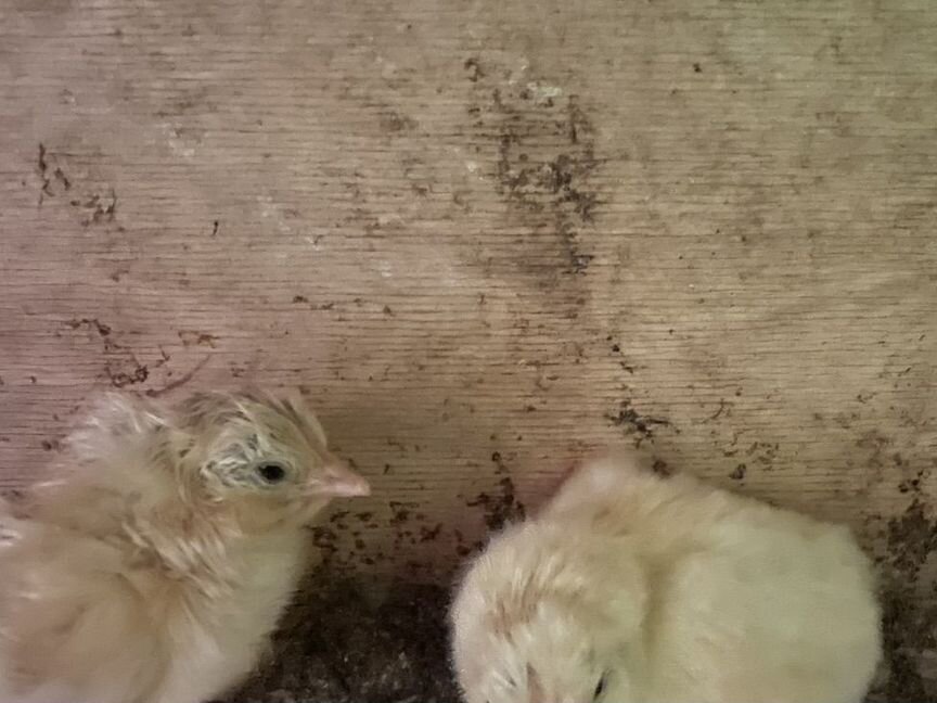 Цыплята суточные разных пород