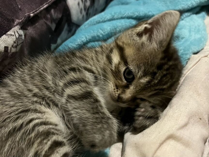 Котята