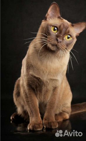 Бурманские котята
