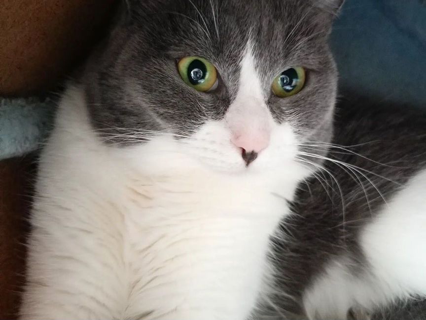 Кошка Сакура в дар, стерилизована, 1 год