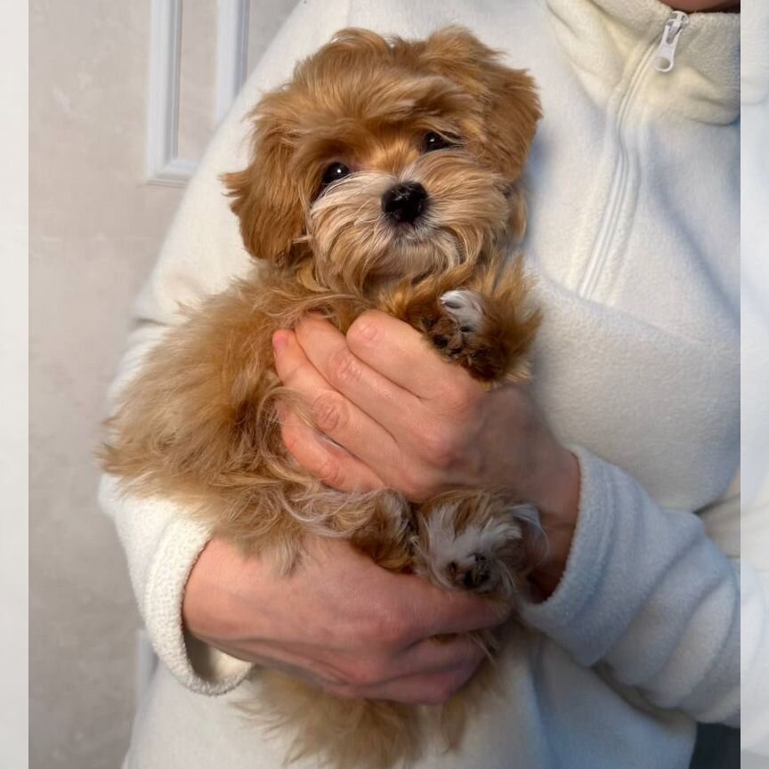 Мальтипу, щенок