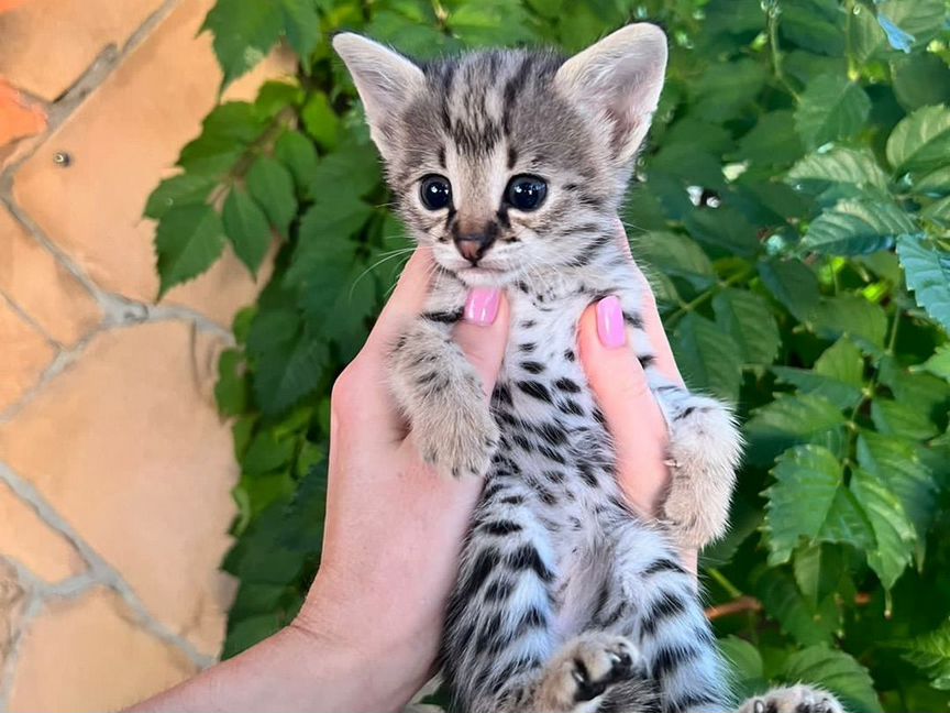 Саванна ф1 мальчик