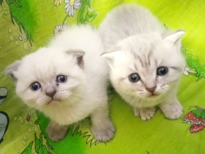 Продаю чистокровных котят шотландской породы