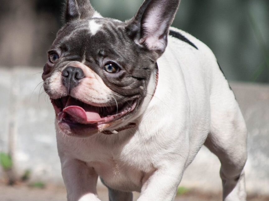 Французский бульдог девочка