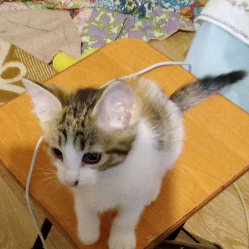 Карамелька ищет себе дом