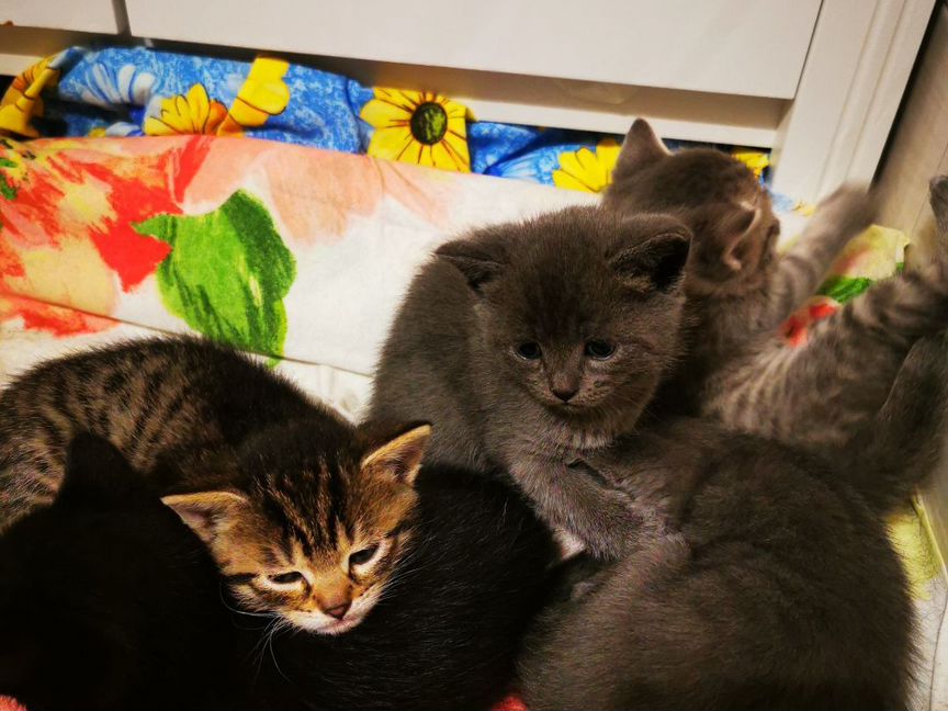 Кошки в добрые руки