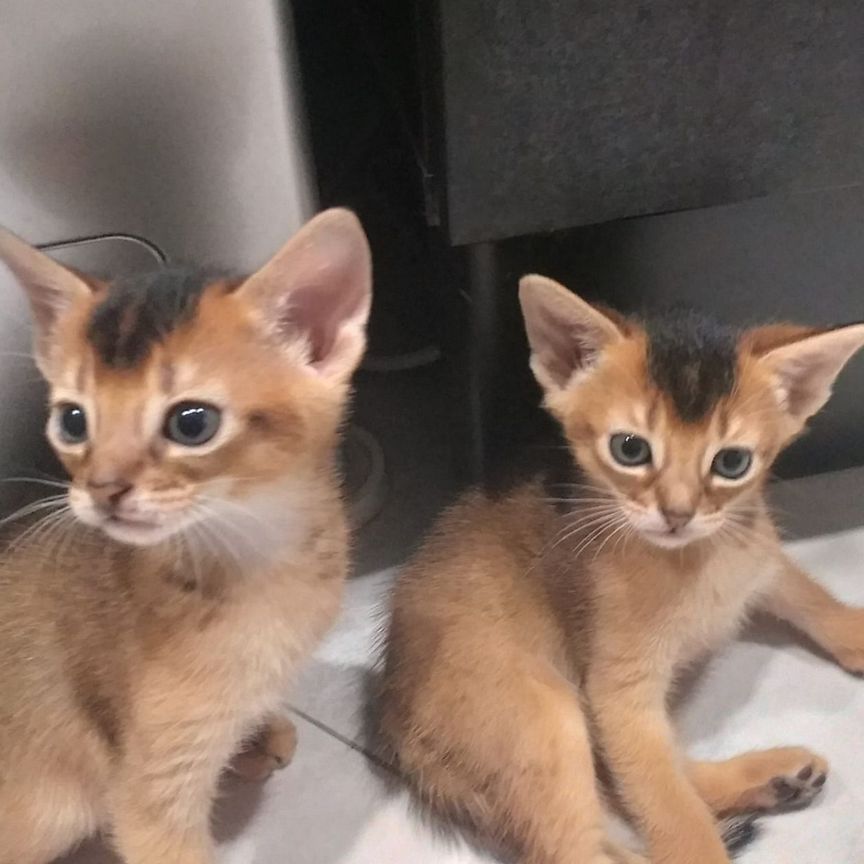 Абиссинские котята. Доставка в любой город