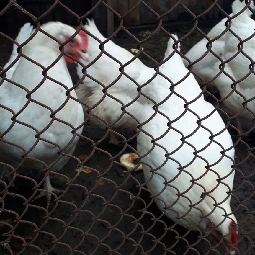 Куры несушки