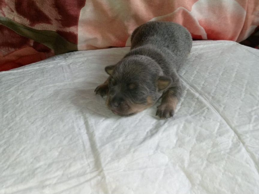 Той-терьер щенки