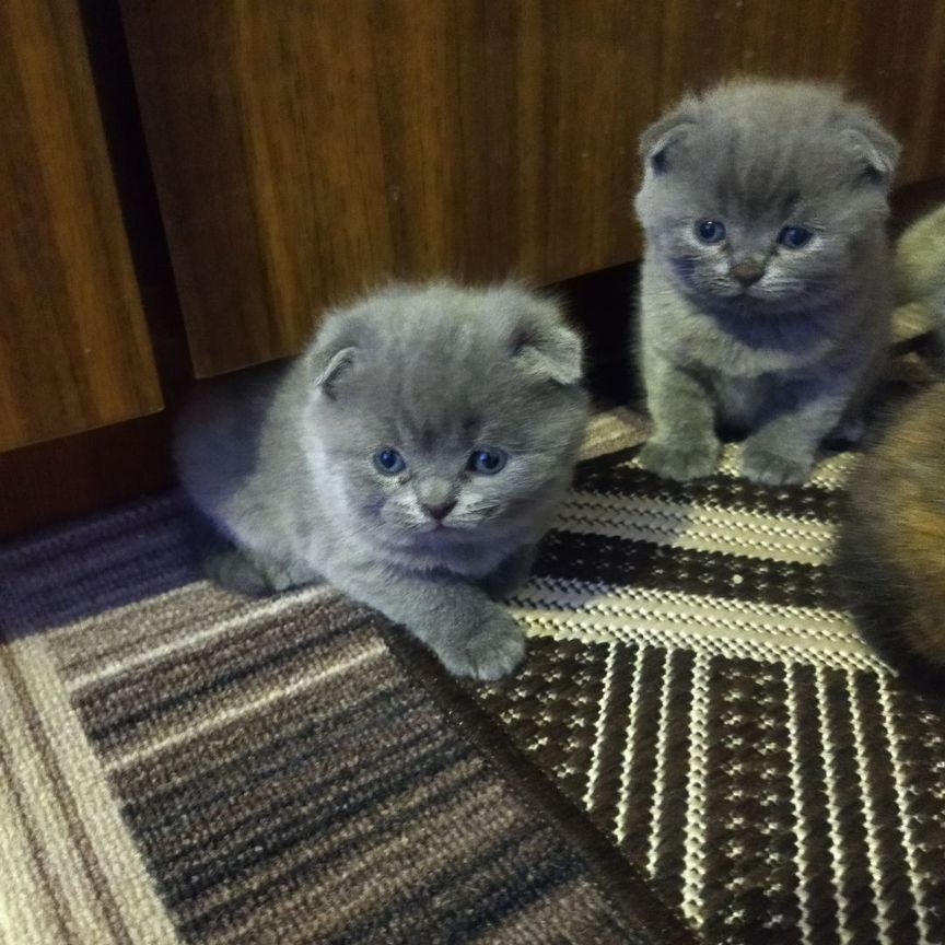 Шотландские котята