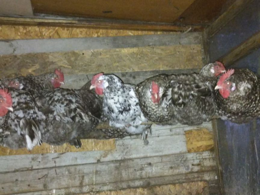 Куры несушки и молодки породы Пушкинские