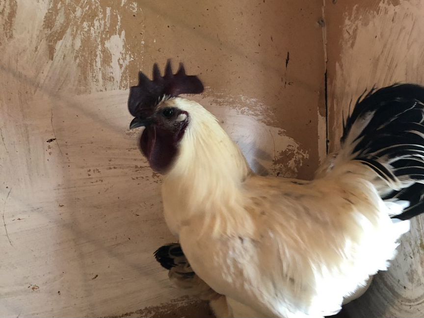 Петух лакеданзи 5 мес