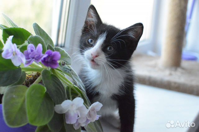 Ласковый малыш красавчик ждет семью