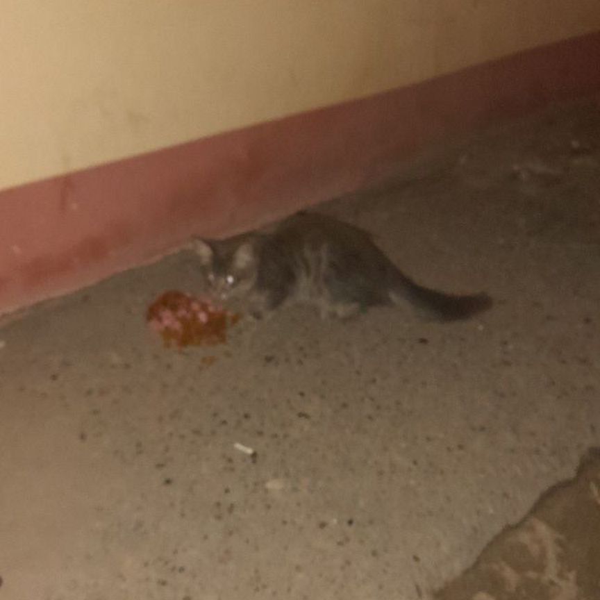 Плачет котён в одном из дворов на вид 3 мес