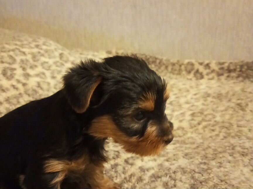 Йоркширский терьер щенки