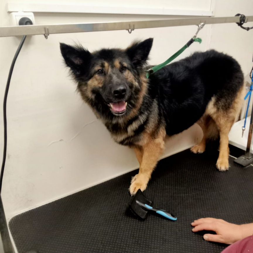 Овчарки в поиске дома