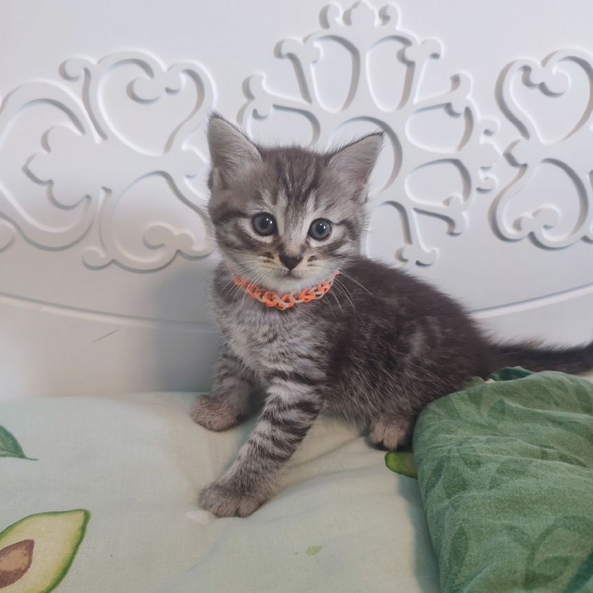 Котенок