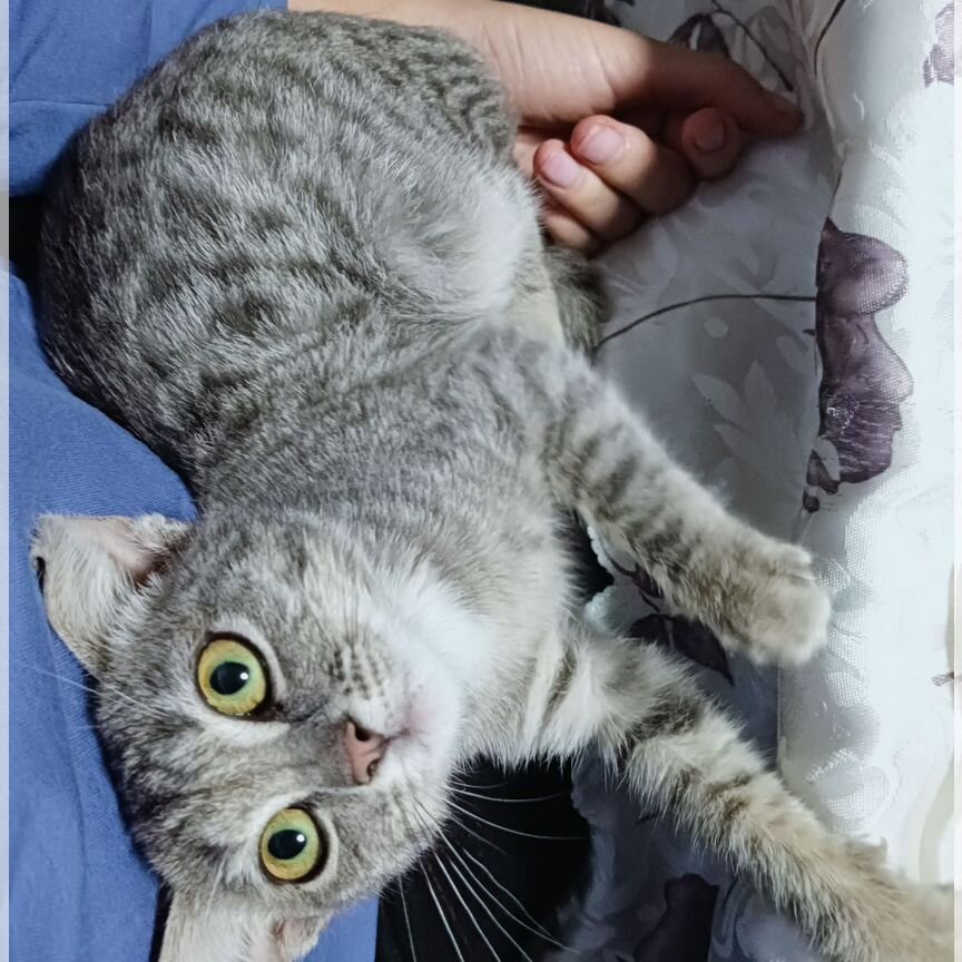 Оочень ласковая кошечка