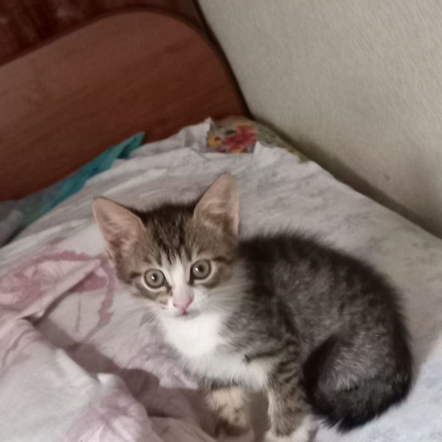 Кошечка 1,5 месяца ищет дом