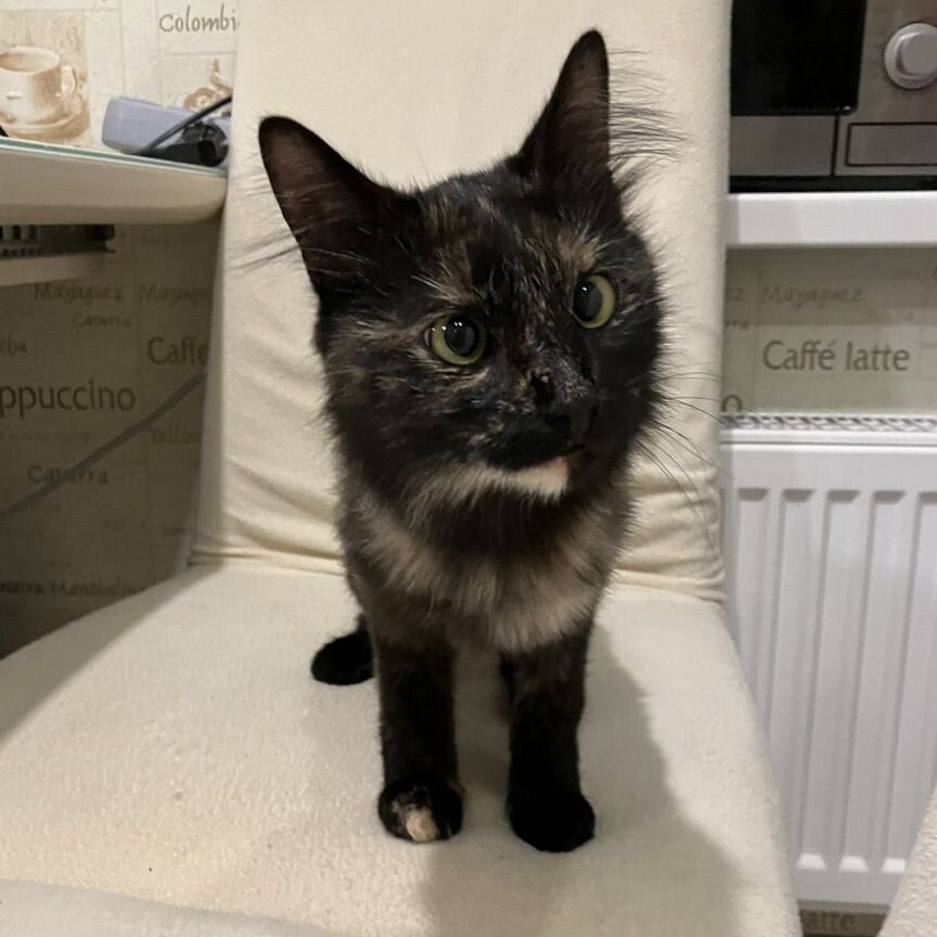 Найдена кошечка