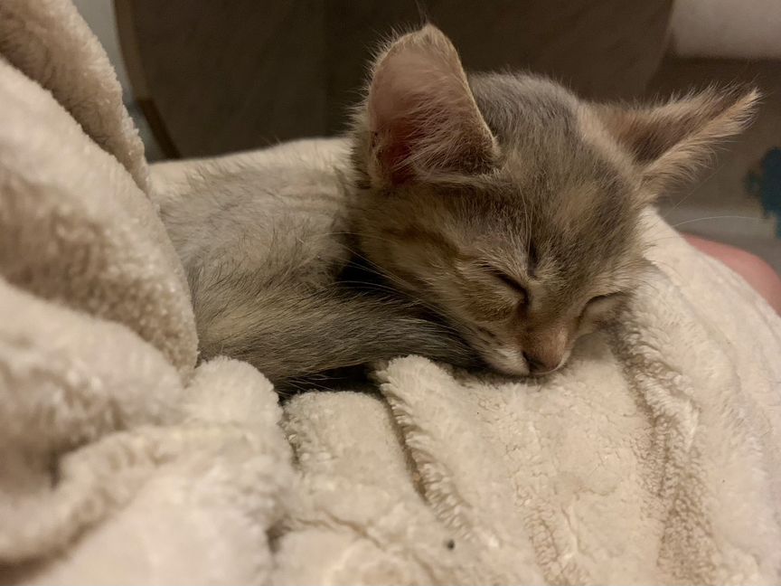 Котята камышовые в добрые руки