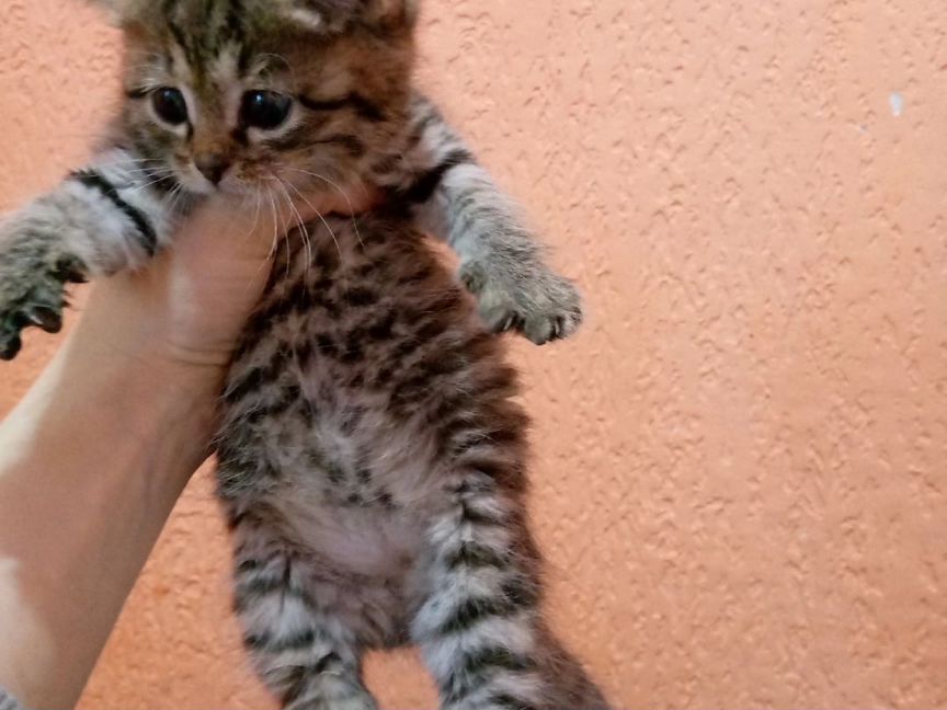 Котятки девченки
