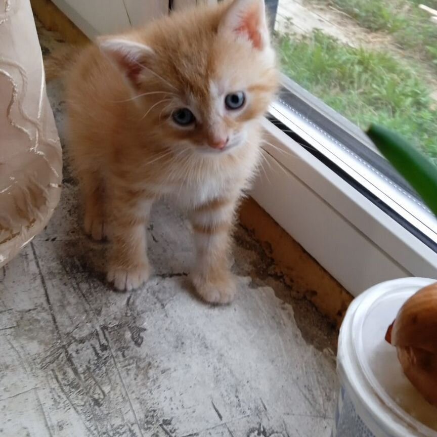 Котёнок в добрые руки
