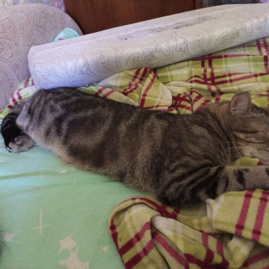 Котенок мраморное чудо