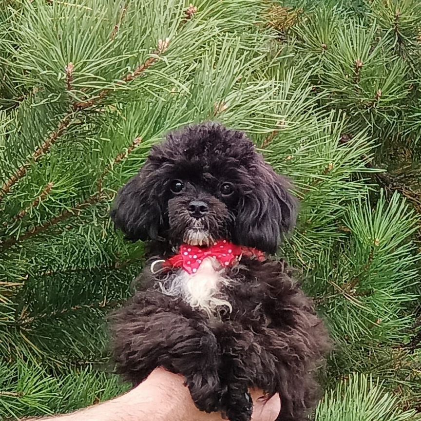 Кудряшик Мальтипу