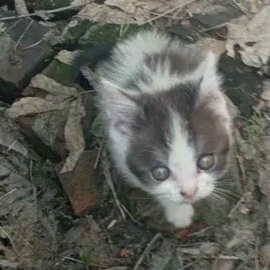 Котёнок в добрые руки