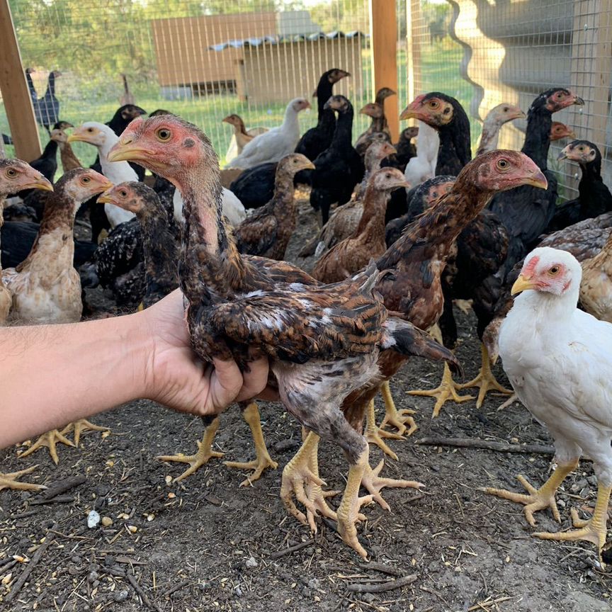 Бойцовые цвплята