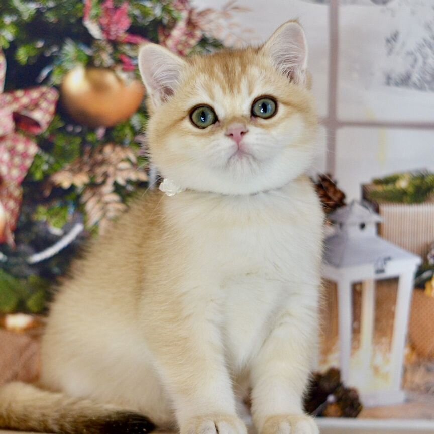 Котик золотая шиншилла