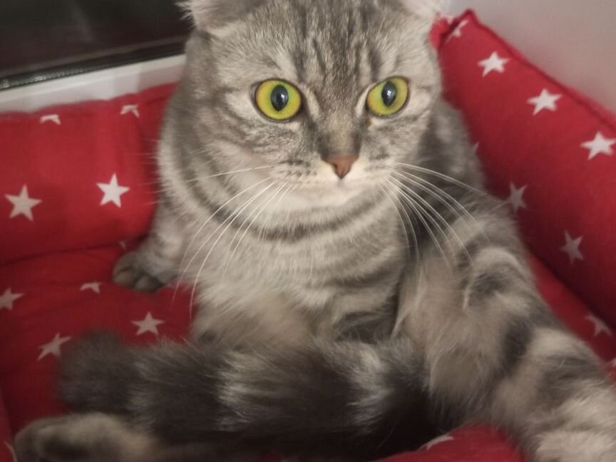 Британская кошка