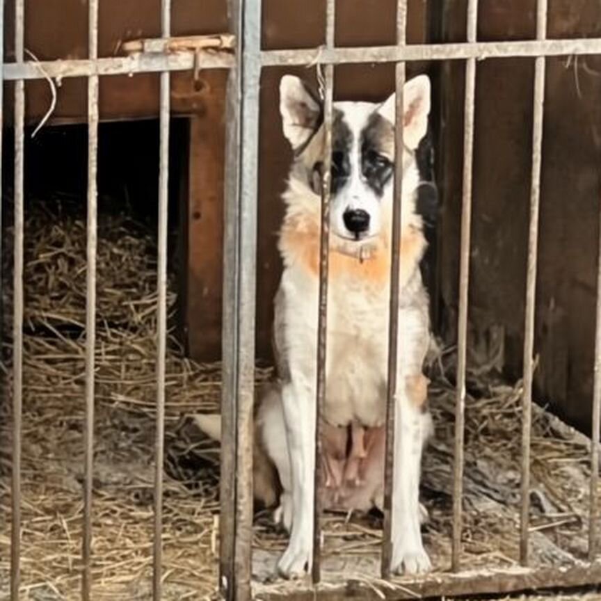Взрослая собака в добрые руки