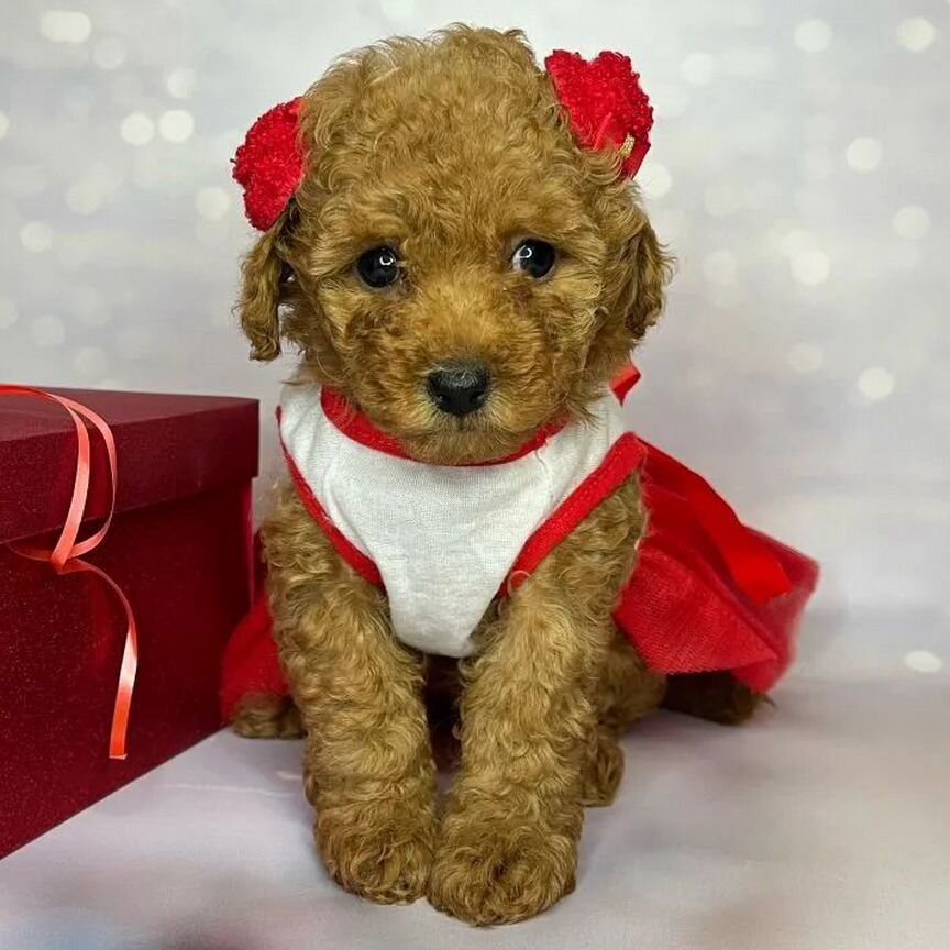 Пудель, щенок