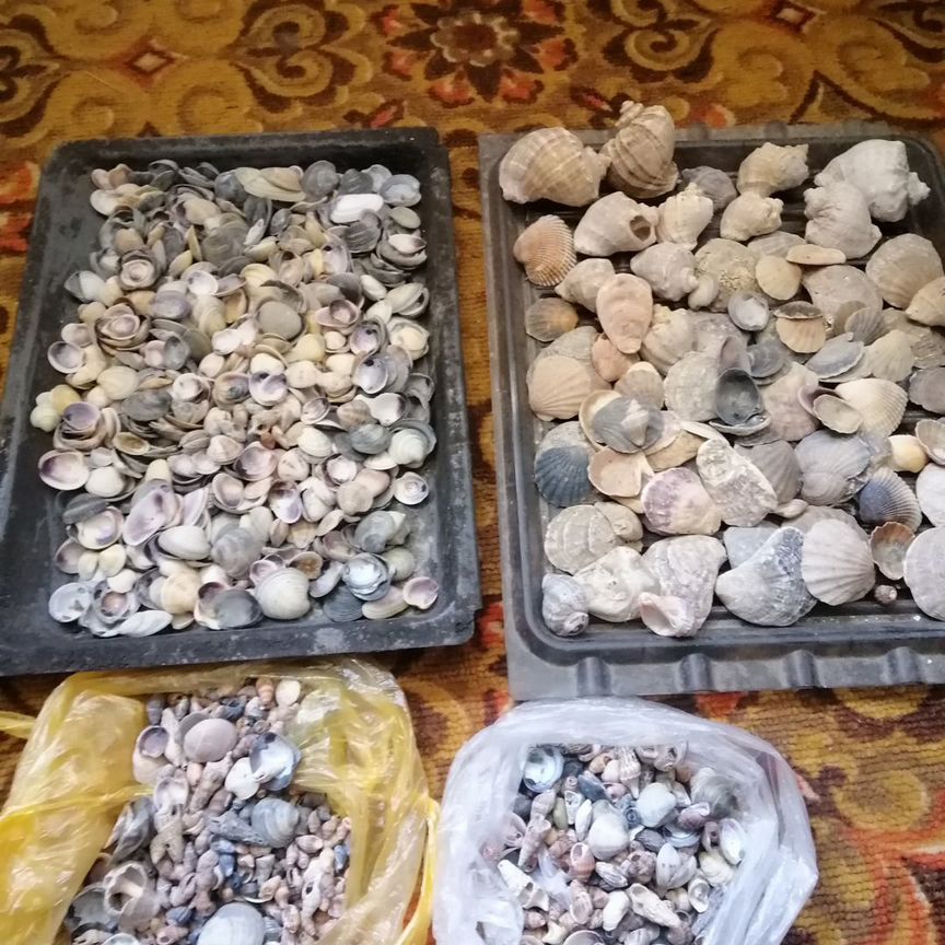Ракушки для аквариума, для поделок, для украшений