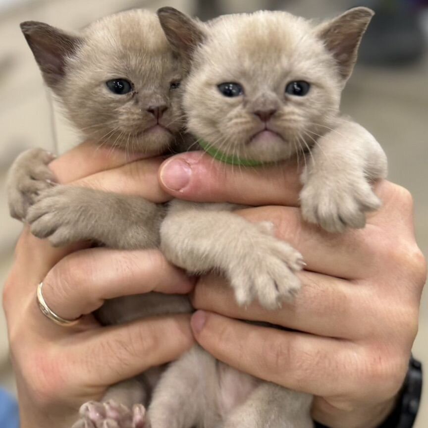 Шикарные бурманские котята