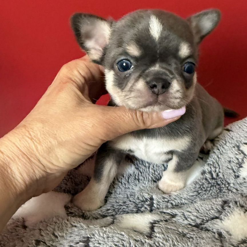 Чихуахуа, щенок