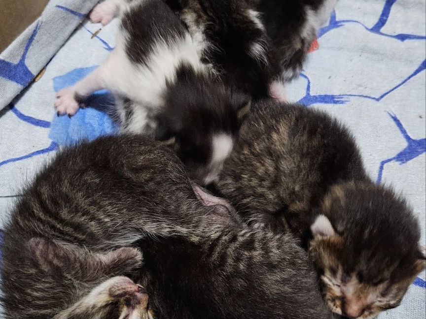 Котята мальчики