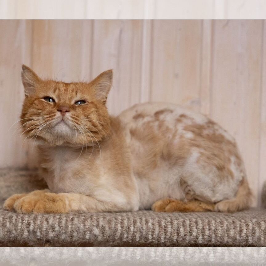 Котик
